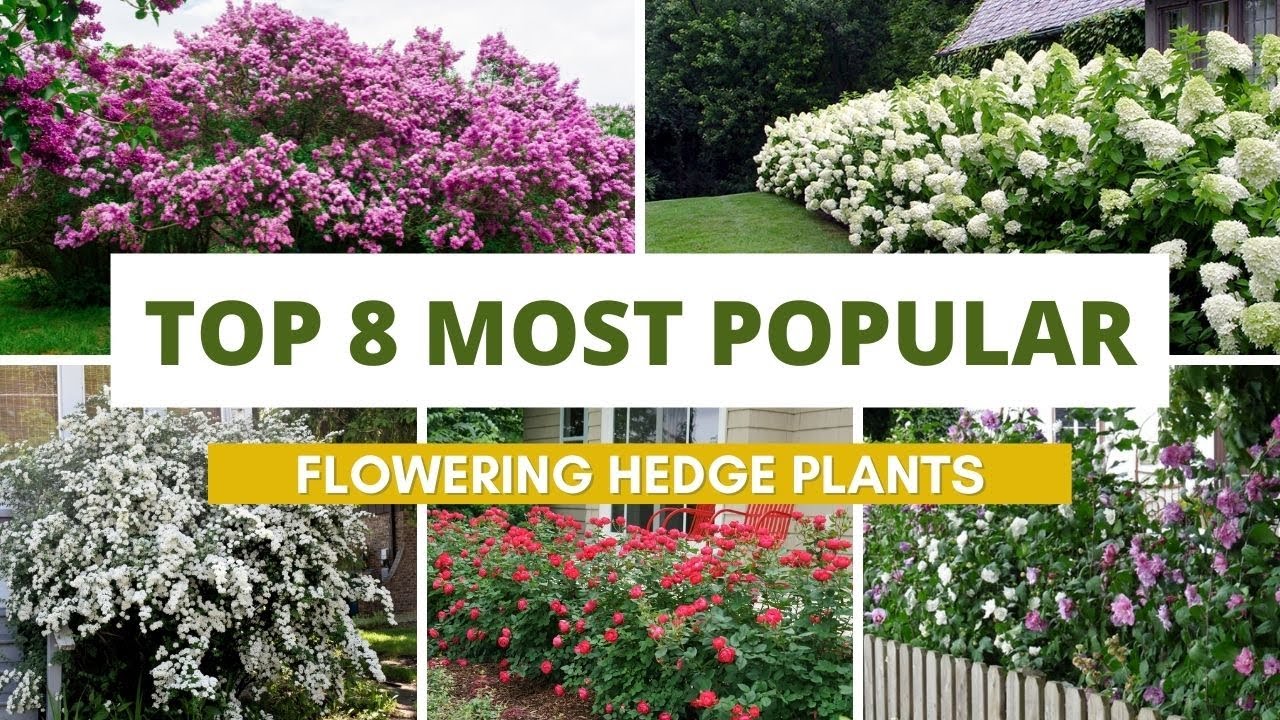 Top 8 Most Popular Flowering Hedge Plants  🌺🌹🌸
