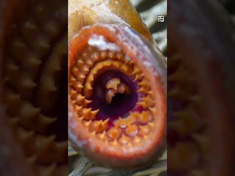 Quick Lamprey Facts - Nightmare for a Mouth - Animal a Day L Week #shorts
