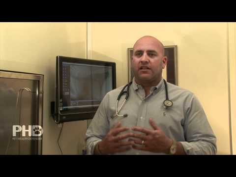 Dr. Gershon Alaluf, DVM on PHD