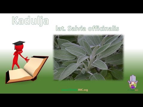 Kadulja (lat. Salvia officinalis, eng. Sage)