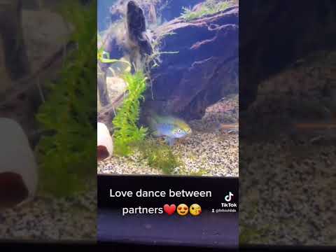 Apistogramma borellii courtship display | reproductive behavior