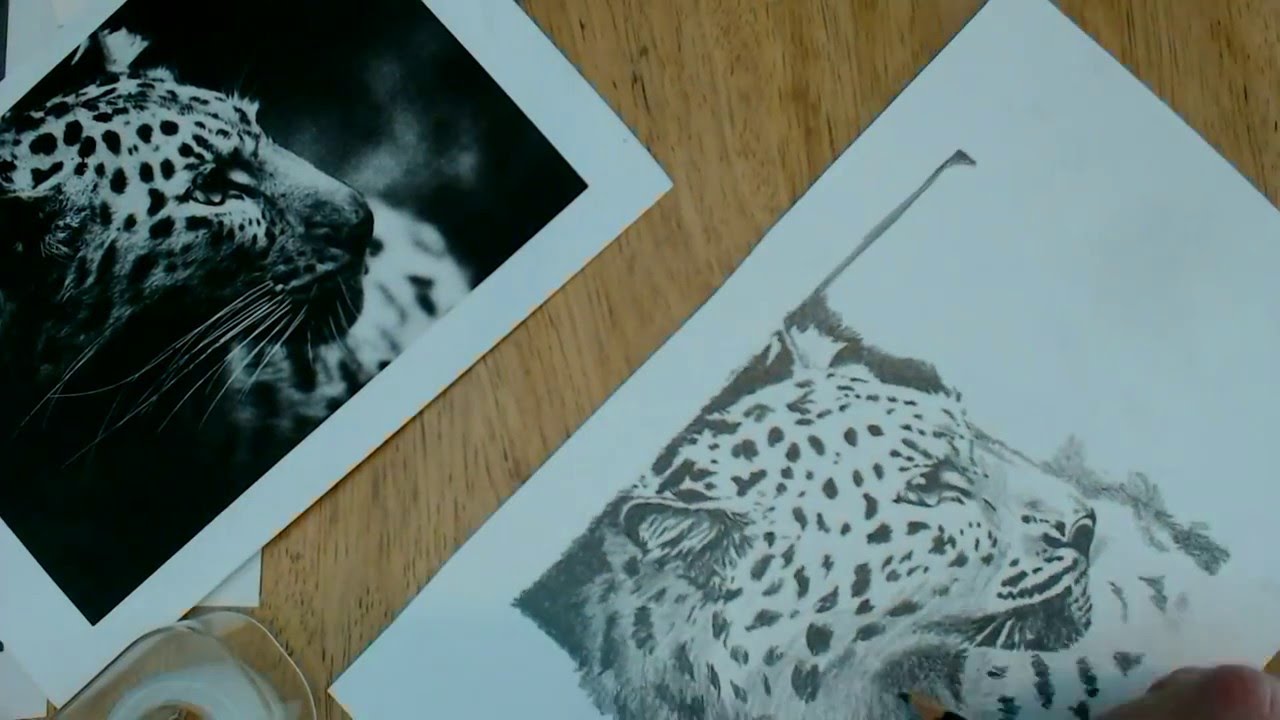 Leopard Time Lapse Drawing in Graphite