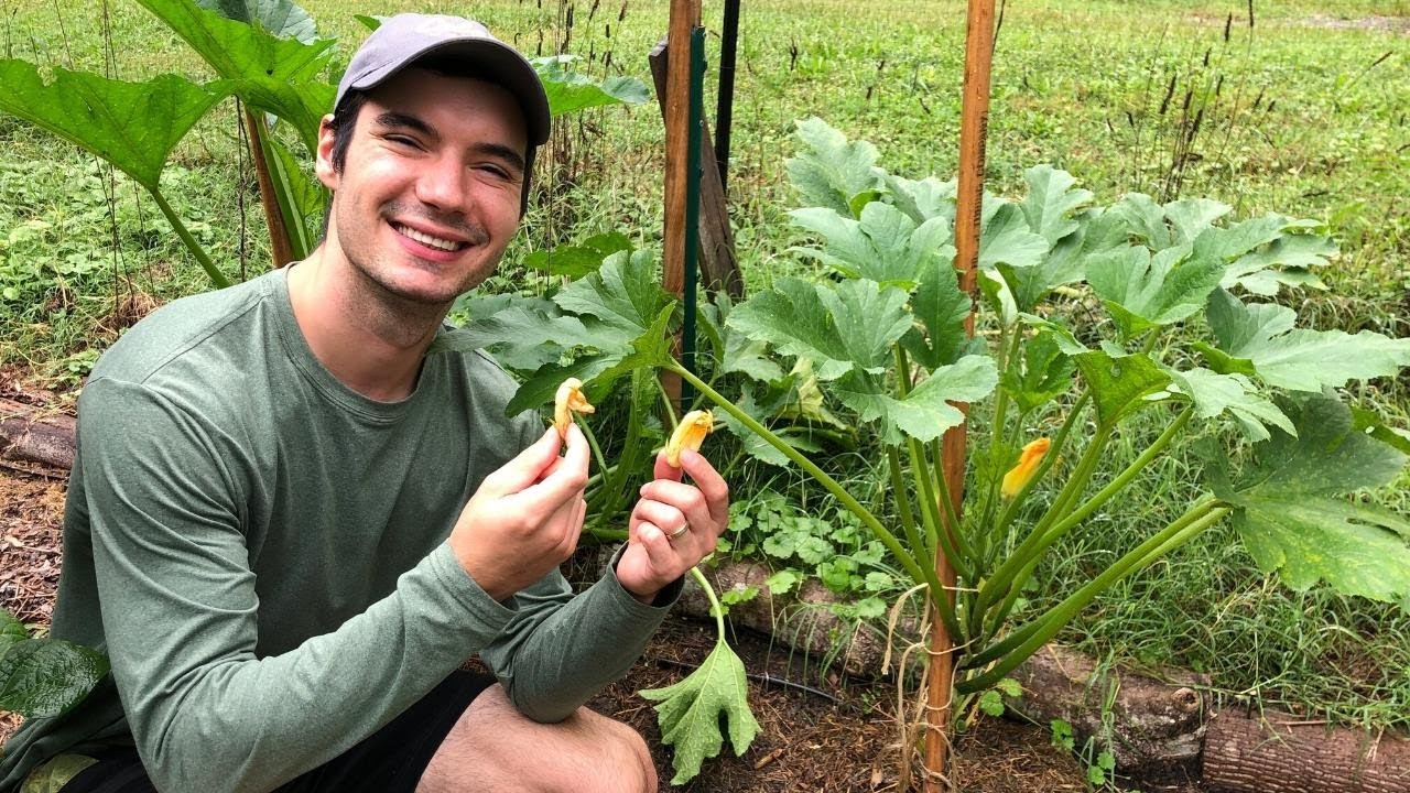 Flowers Falling Off and No Zucchini | Here's the Problem