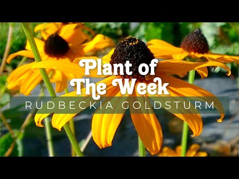 PLANT OF THE WEEK | RUDBECKIA GOLDSTURM | BLACK EYED SUSAN