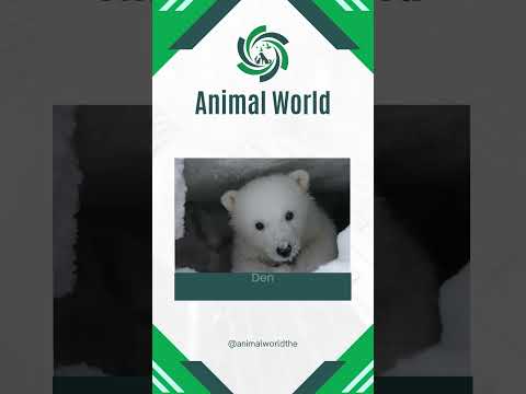 What is the name for the polar bear's home? #shorts #youtubeshorts #quiz #trivia #generalknowledge