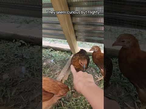 Blue Legged Beauty Update