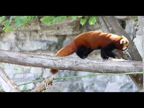 Passive Aggressive Red Panda