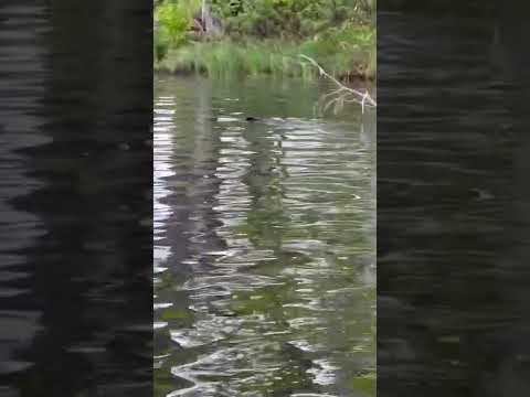 A beaver swimming #beaver #shorts