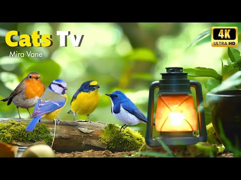Curious Cats’ Delight 🕊️ Cat TV with Bird Feeding Moments for Relaxation & Calm