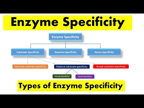 Enzyme Specificity & Types of Enzyme Specificity
