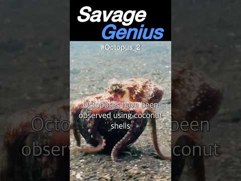 The Octopus Intelligence Debate