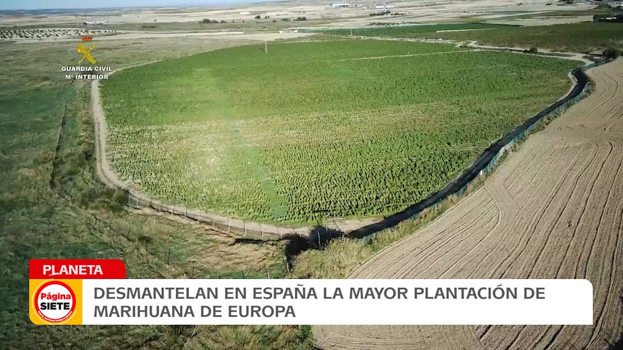 Desmantelan en España la mayor plantación de marihuana de Europa