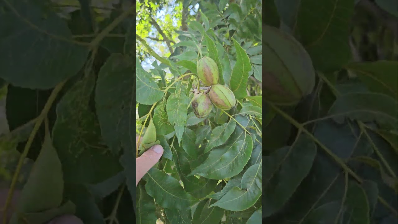 Loaded Pecan Trees