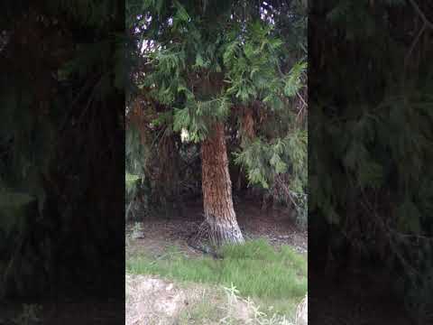Cypress, Cedar or Juniper -- what is it?