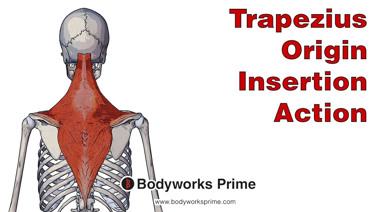 Trapezius Anatomy: Origin, Insertion & Action