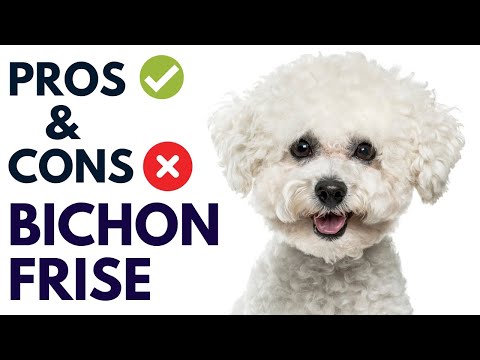 Bichon Frise Dog Breed Pros and Cons | Bichon Frise Dog Advantages and Disadvantages #AnimalPlatoon