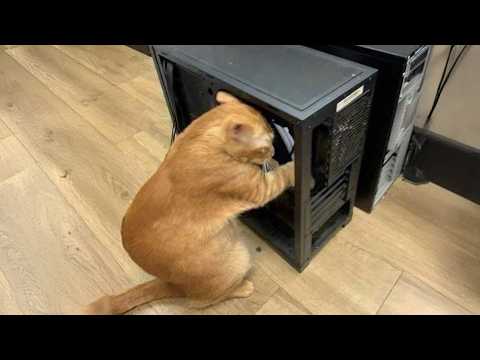 Cats with the Highest IQ Will Amaze You π€ͺ Funny Cat Videos 2025