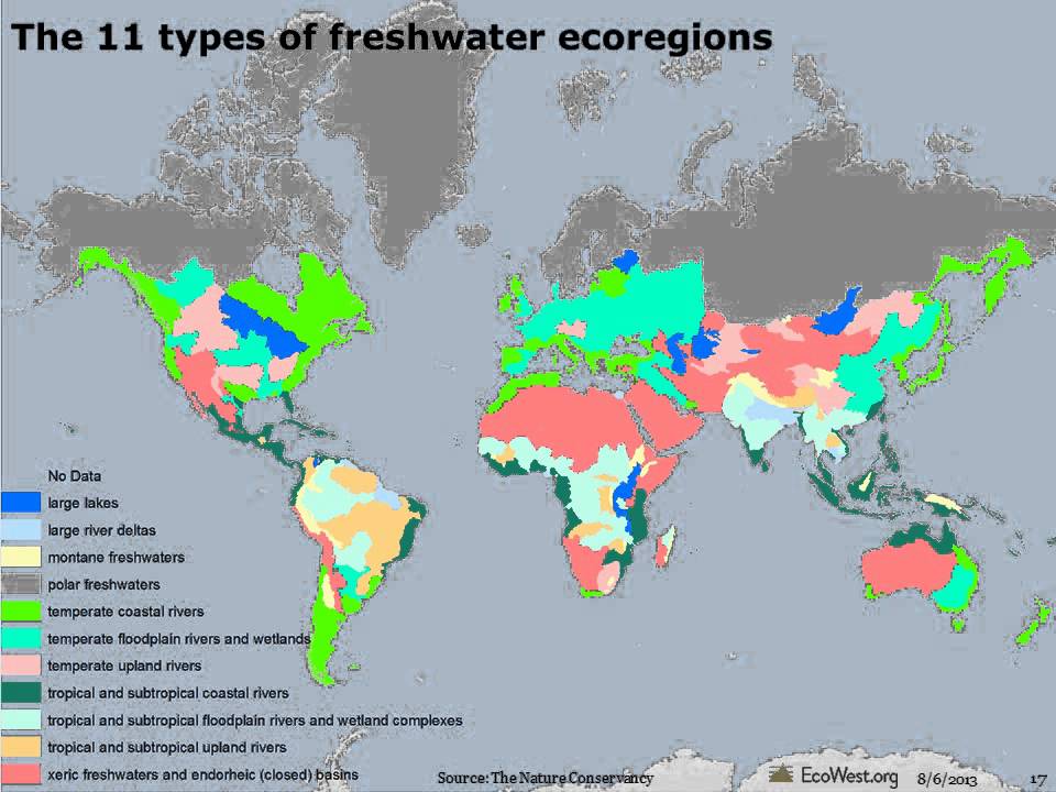 Visualizing biodiversity through the lens of ecoregions