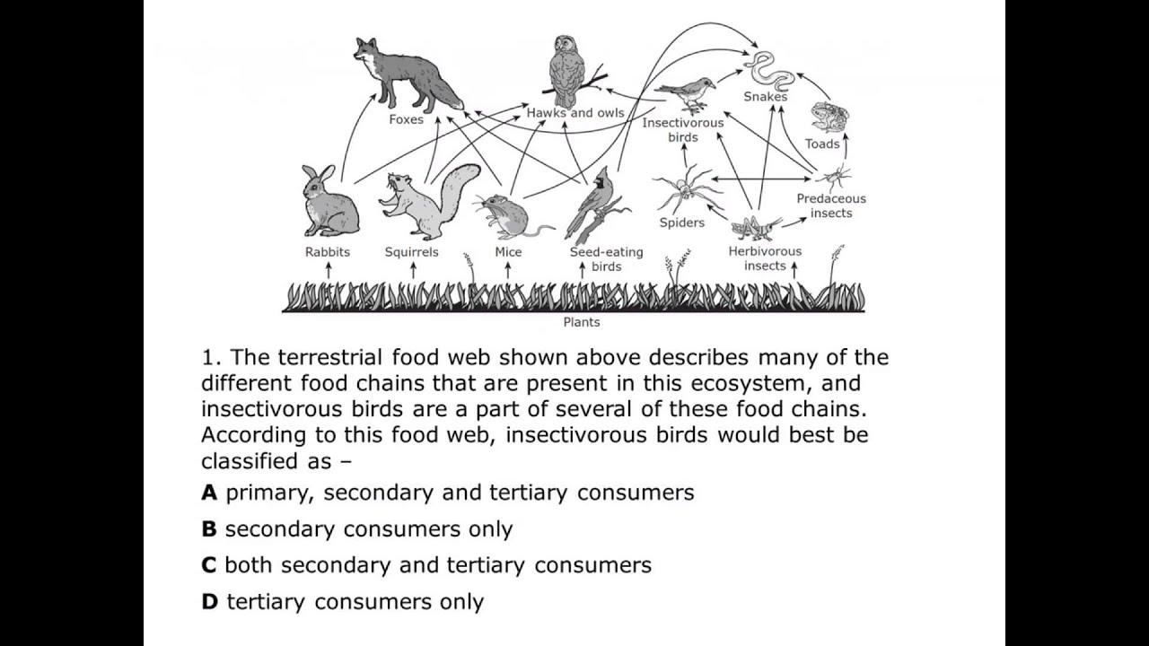 Food Web Skills - Labeling Food Webs