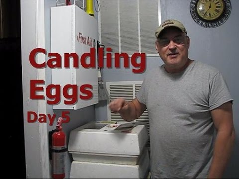 Candling Eggs - Day 5