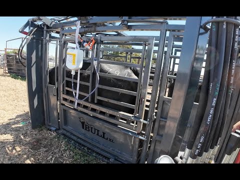 Working Cattle Bull XL Chute