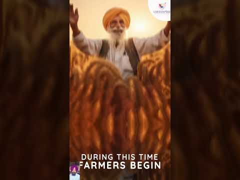 🌾BAISAKHI IS ONE OF THE THREE MAIN FESTIVALS#punjab#basakhi#gurugobindsinghji#sikhhistory#festival