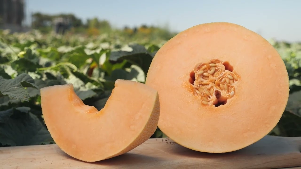 Melons 365 2022
