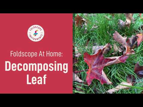 Foldscope at Home: Decomposing Leaf