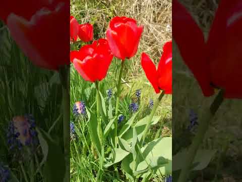 Red Tulips - Popular choice for everyone! #shortsvideo #shorts #flowers #tulip #popular #red