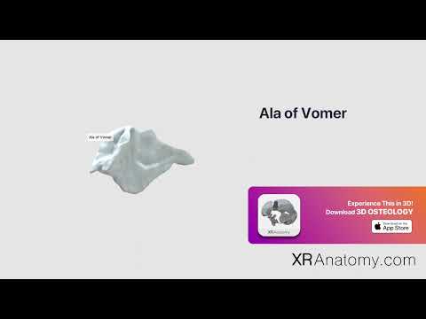 Ala of Vomer