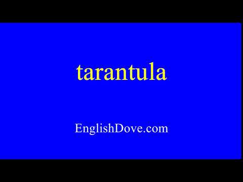 How to pronounce tarantula in American English.