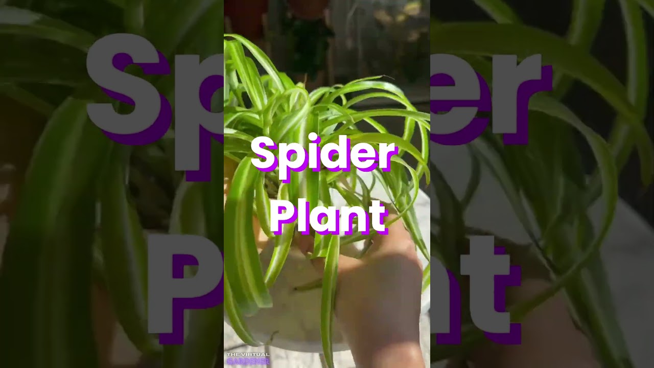 5 Easy Plants to Grow in Water — Perfect for Beginners!