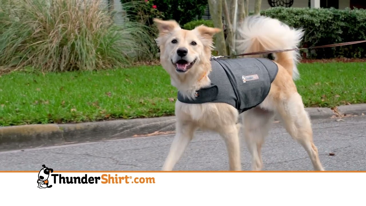 ThunderShirt® Commercial 2024 (20s)