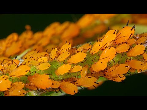 Tiny world TV | Oleander Aphids | Milkweed Aphids | Apis nerii | Shorts