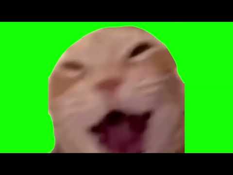 Green Screen Laughing Cat Meme