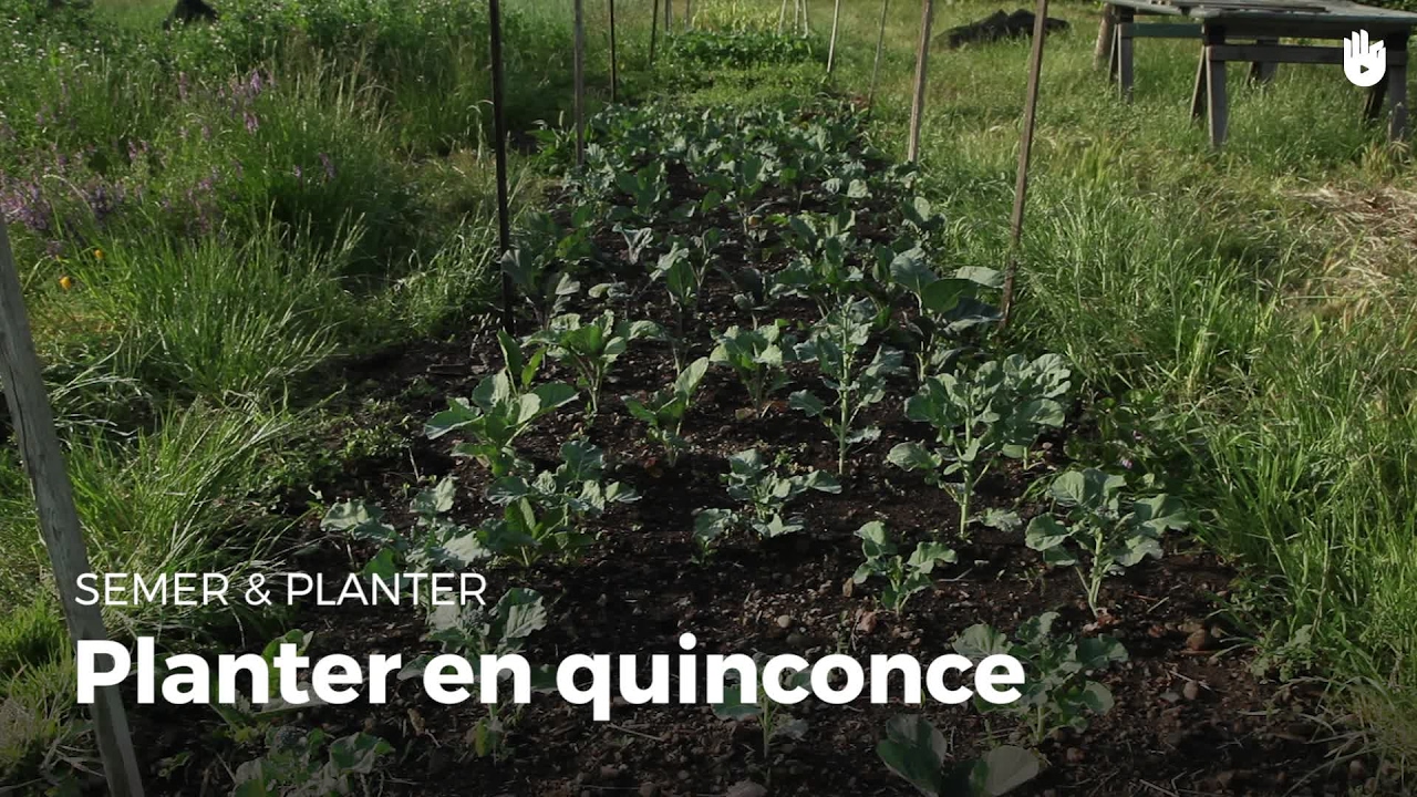 Planter en quinconce - Cultiver son jardin | Sikana