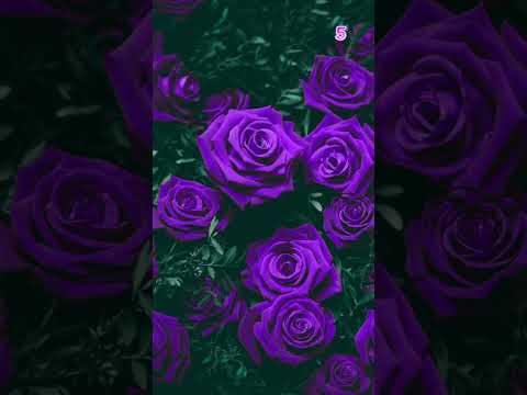 Which Purple Picture Gives You Butterflies✨🦋 #aesthetic #vibes #calm #purple #vibe #purpleyou #peace