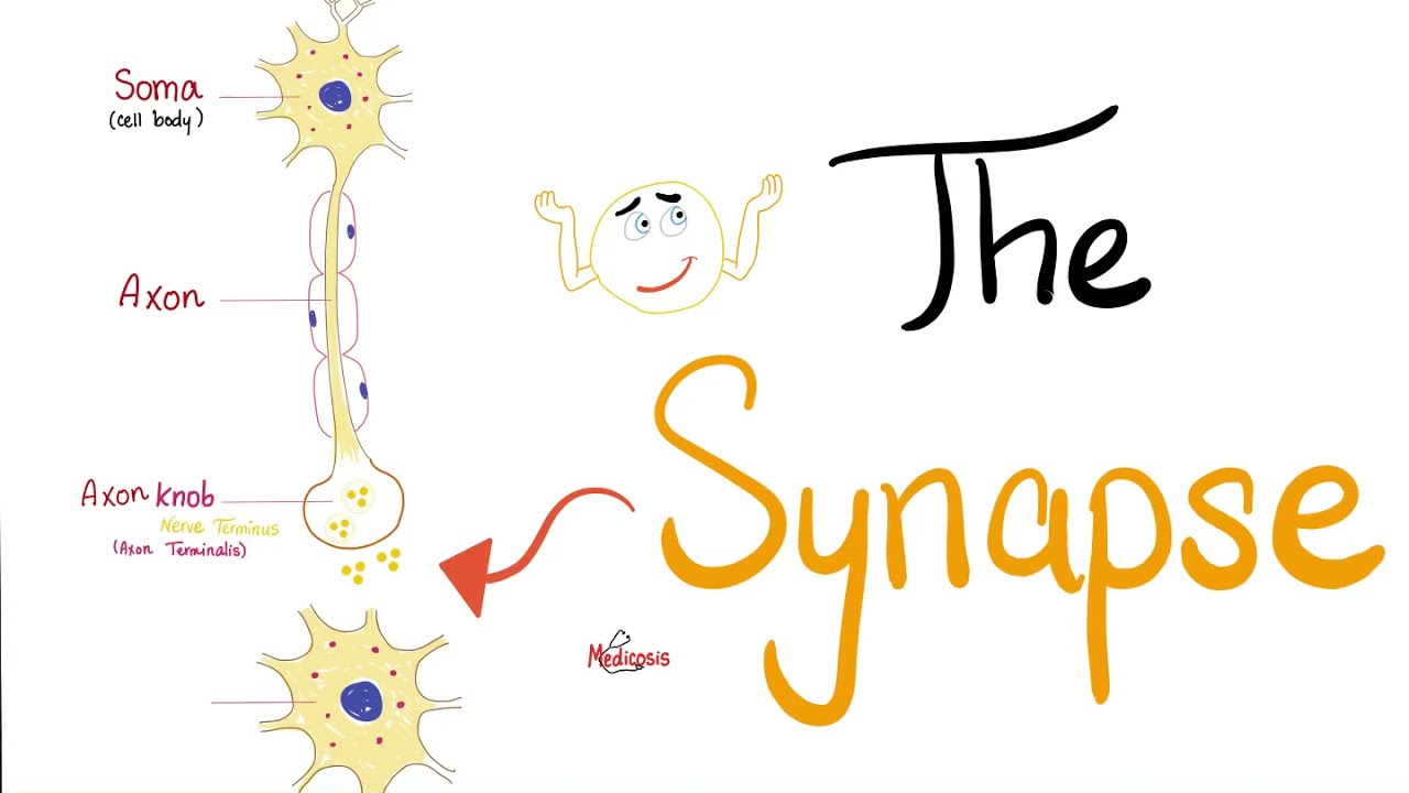 Understanding the Synapse: The Connection Between Neurons | Galaxy.ai