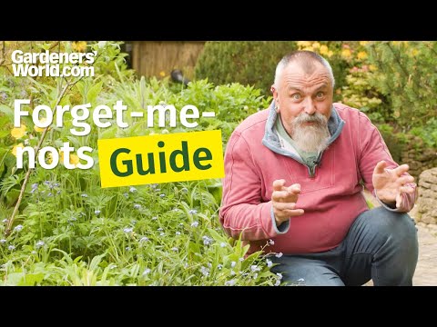 Unforgettable FORGET-ME-NOTS | Complete guide to this spring flower