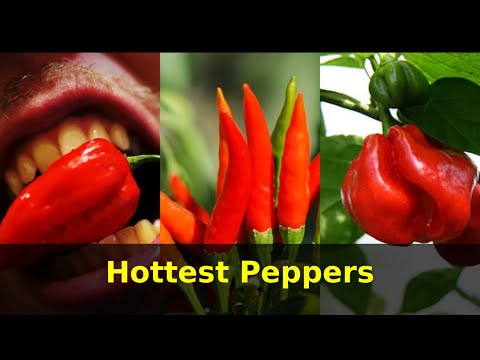 What are the Hottest Peppers and unit of measuring Hotness