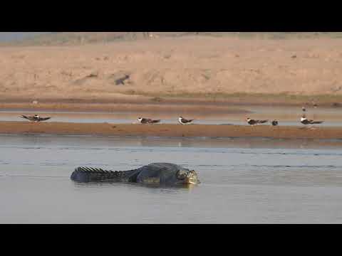 Gharial and Indian skimmer in National Chambal Sanctuary, India