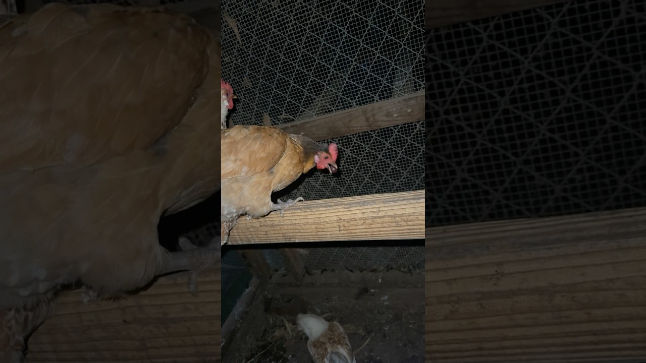 Chicken EXPLODES After Eating Firecracker😧💥 #fail