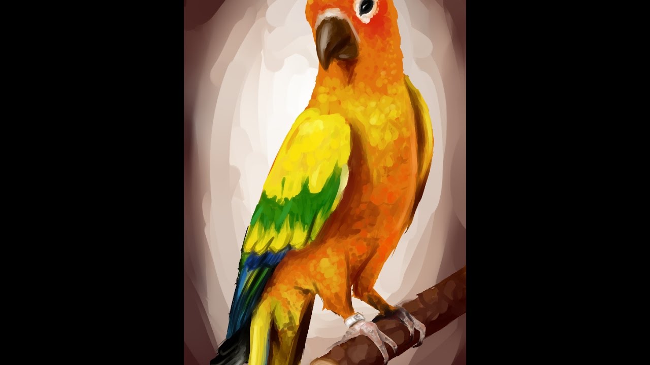 Maverick the parrot! - Speedpaint
