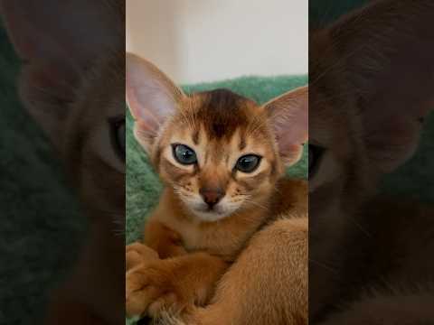 Sleepy abyssinian kitten #catshorts #abyssinian #kitten #cute