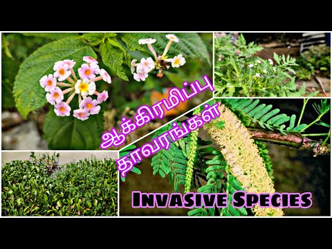 Alien Invasive Species - ஆக்கிரமிப்பு தாவரங்கள்