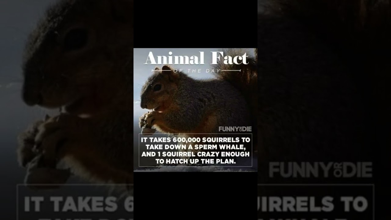 Squirrel Memes That Are Too Funny for There Own Good