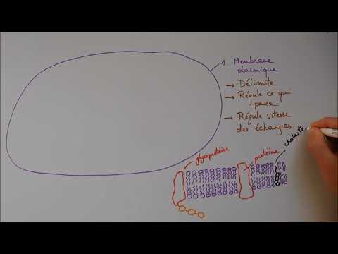 Structure cellulaire 1 - Membrane, noyau, appareil de Golgi