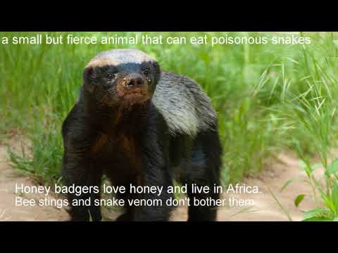 honey badger meaning | Vocabulary for Kids | Children's Dictionary | Learn English Vocabulary