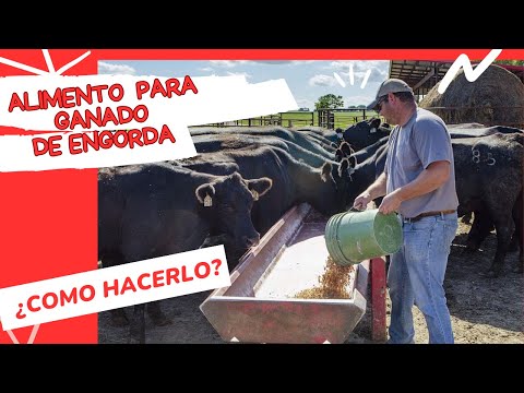 CÓMO PREPARAR ALIMENTO PARA GANADO DE ENGORDA | REVOLVER ALIMENTO PARA GANADO