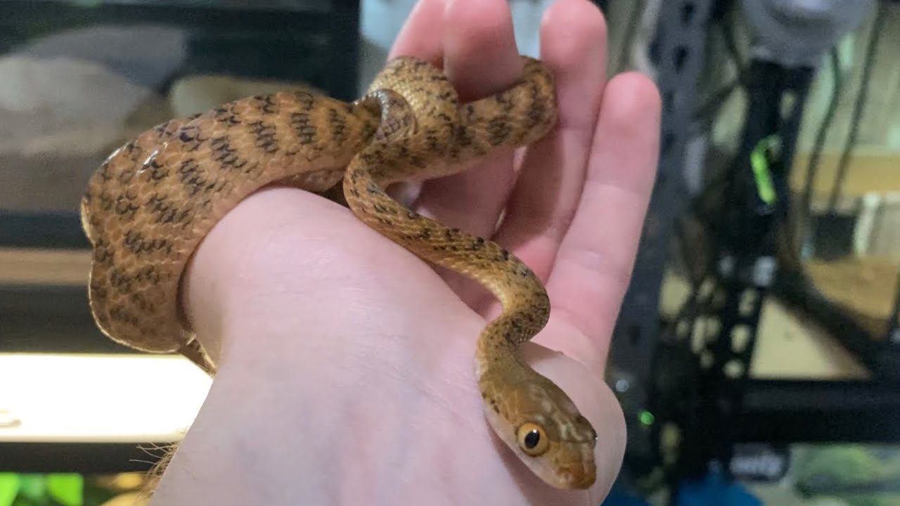 Brown Tree Snake set up